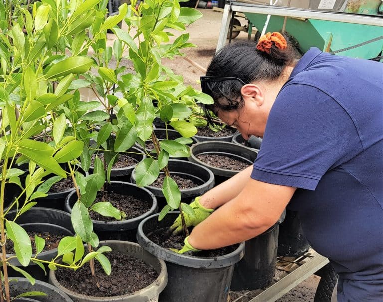 AHC20422 Certificate II in Horticulture - Look Now Training